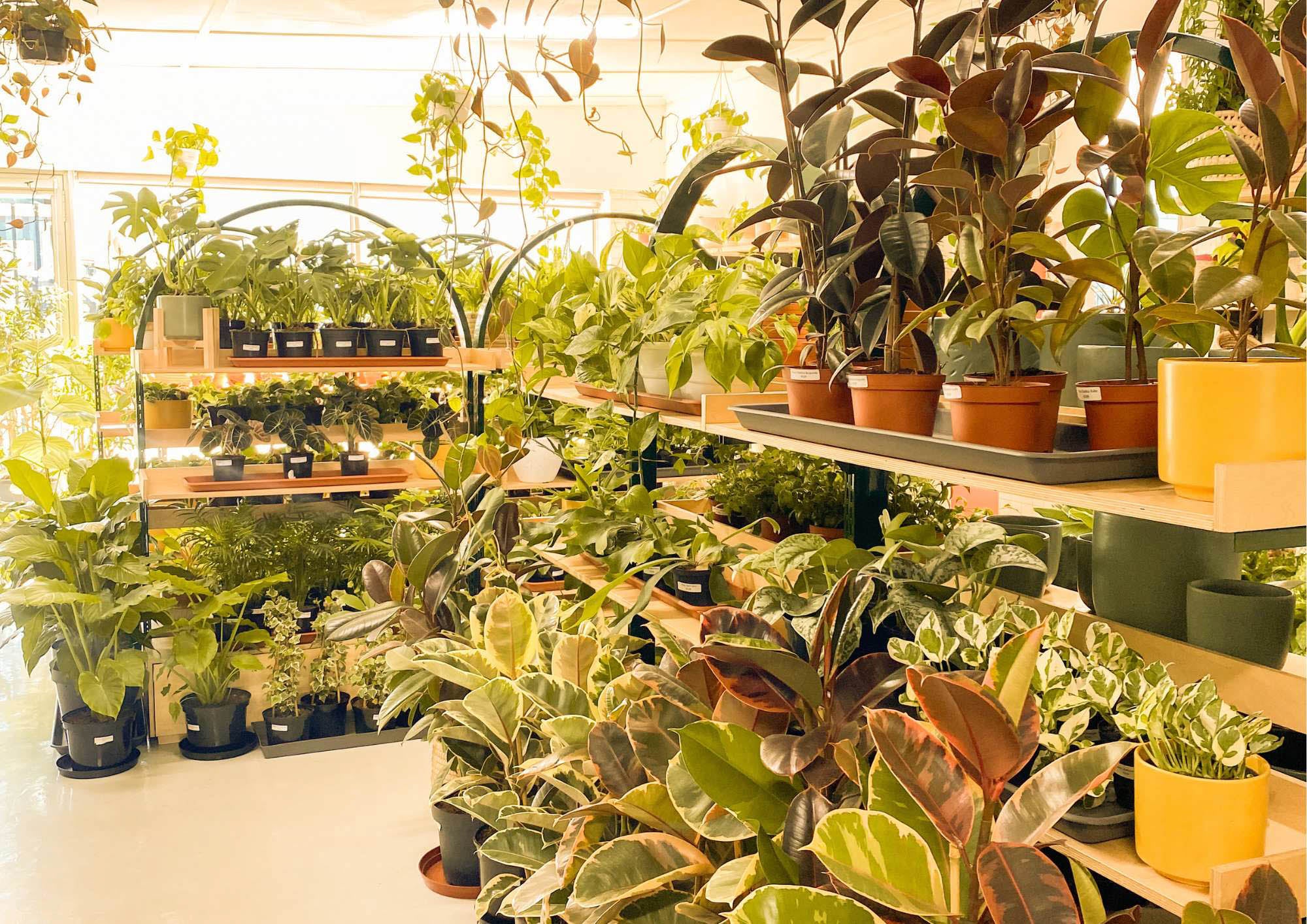 Essential Steps for Bringing a New Houseplant Home – binnekant